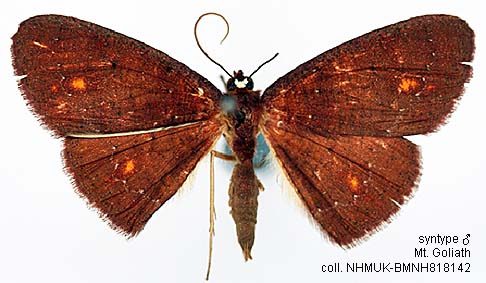 Papua Insects Foundation (Lepidoptera/Geometridae(Ennominae)/Eurychoria ...